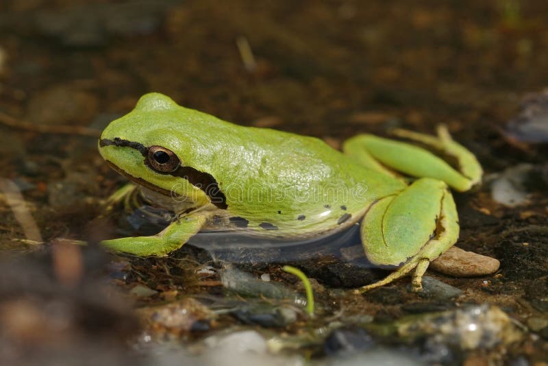 Pacific treefrog stock photo. Image of wildlife, frog - 5910448