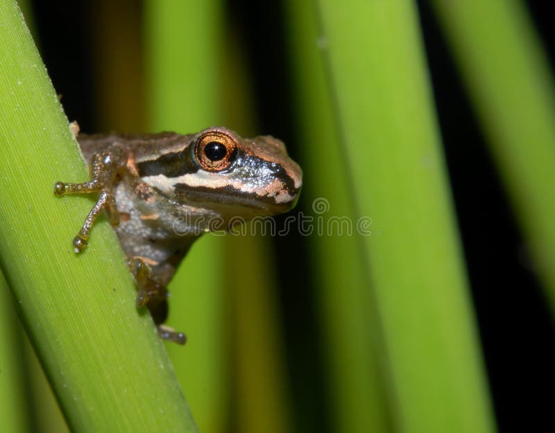 Pacific Tree Frog Calling stock photo. Image of green - 11912172