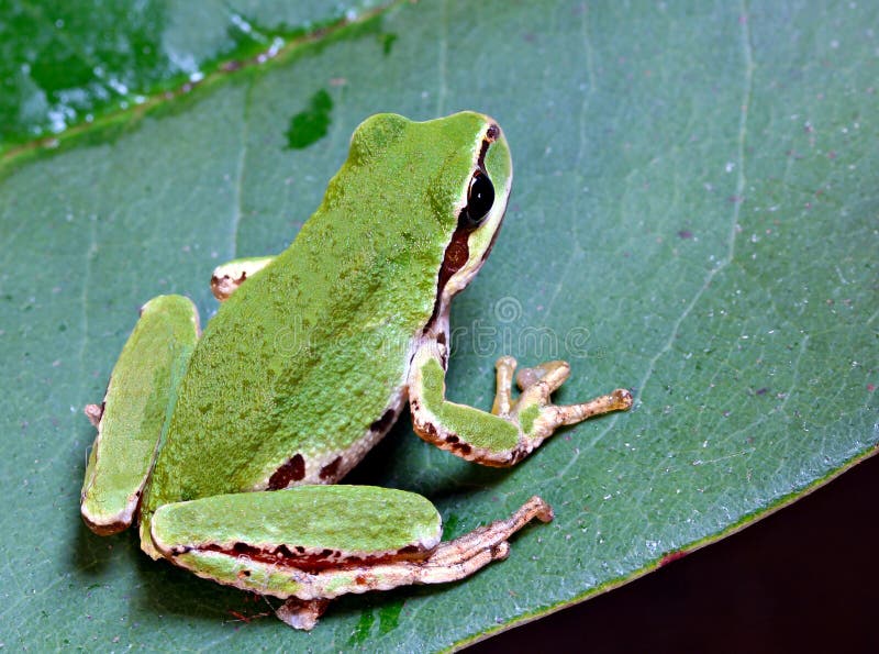 Pacific tree frog stock image. Image of portrait, eyed - 26913155