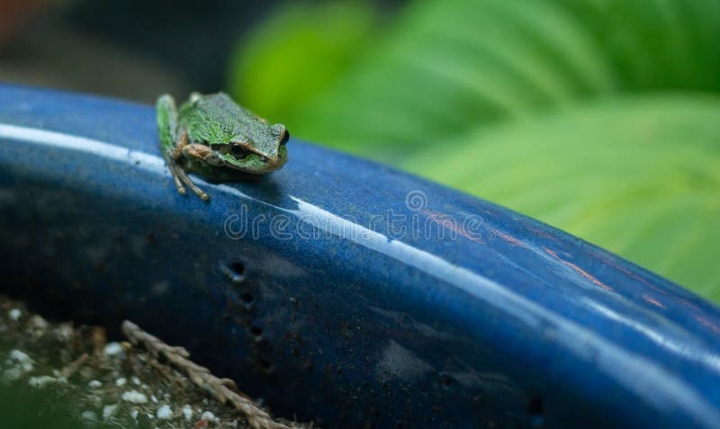 Pacific tree frog stock image. Image of blue, frog, leaves - 192392737