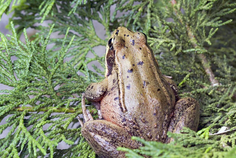 Pacific Tree Frog Calling stock photo. Image of green - 11912172