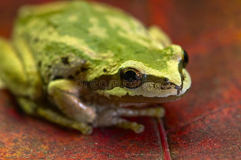 Pacific tree frog stock image. Image of portrait, eyed - 26913155
