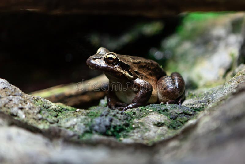 Pacific tree frog stock photo. Image of ecosystem, grass - 239970298