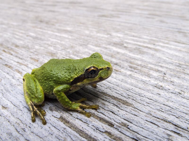Pacific Tree Frog Pseudacris Regilla Stock Photo - Image of treefrog ...