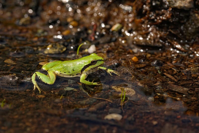 Pacific Tree Frog (pseudacris Regilla) in a Small Puddle of Water Stock ...