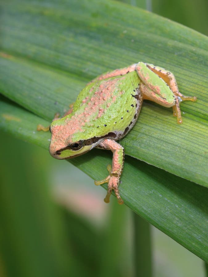 Pacific Tree Frog Calling stock photo. Image of green - 11912172