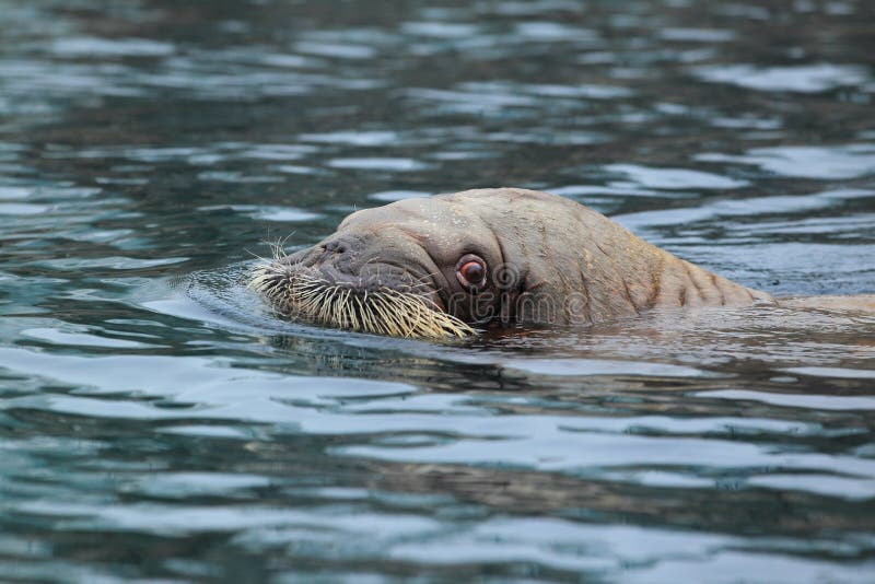 Pacific walrus stock image. Image of head, ocean, mammal - 31462357
