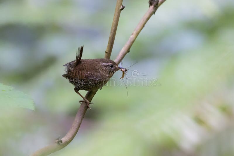 Pacific wren bird stock photo. Image of canada, animal - 250039068