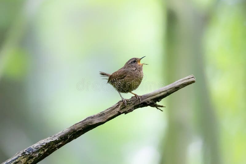 Pacific wren bird stock photo. Image of north, brown - 250039300