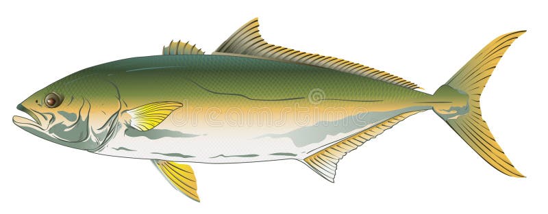 Yellowtail Fish Stock Illustrations – 653 Yellowtail Fish Stock ...