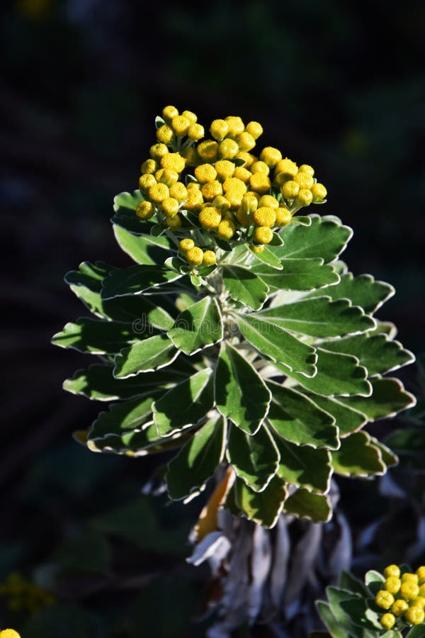 Planta De Ajania Con Sus Flores De La Familia De La Margarita Imagen de ...