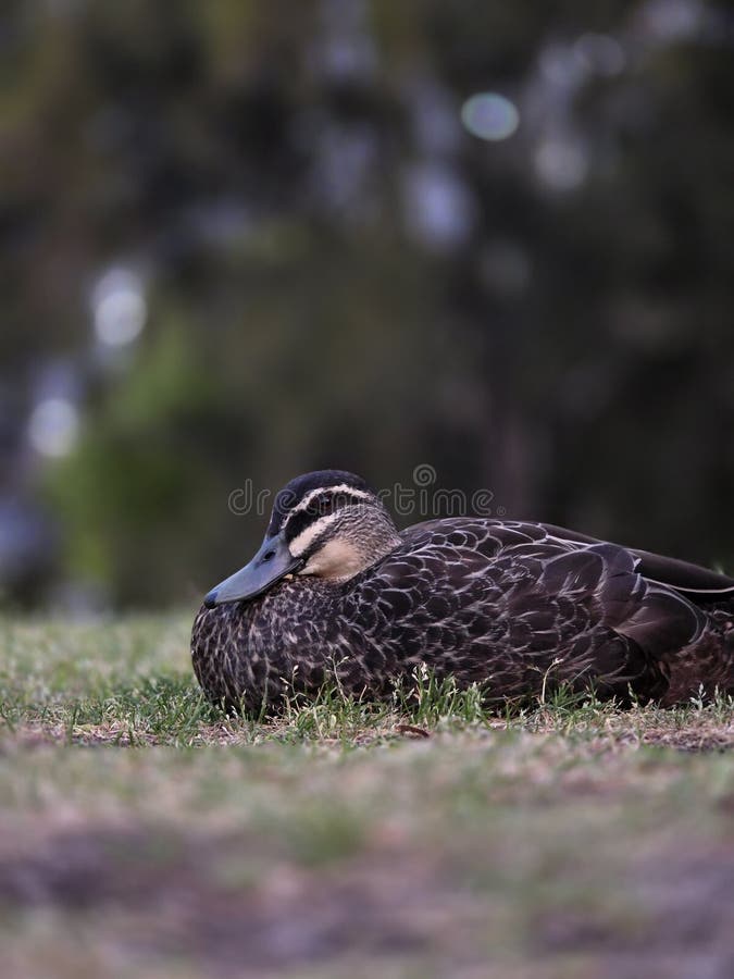 Pacifician Black Duck Standing on a Grass Stock Image - Image of duck ...