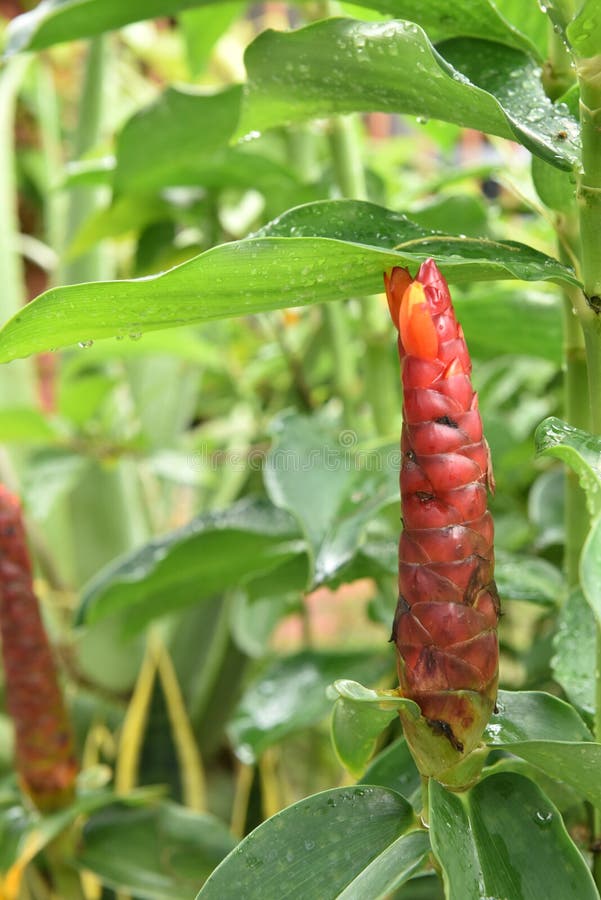 The Pacing Pentol Costus Spicatus Plants Stock Image - Image of plant ...