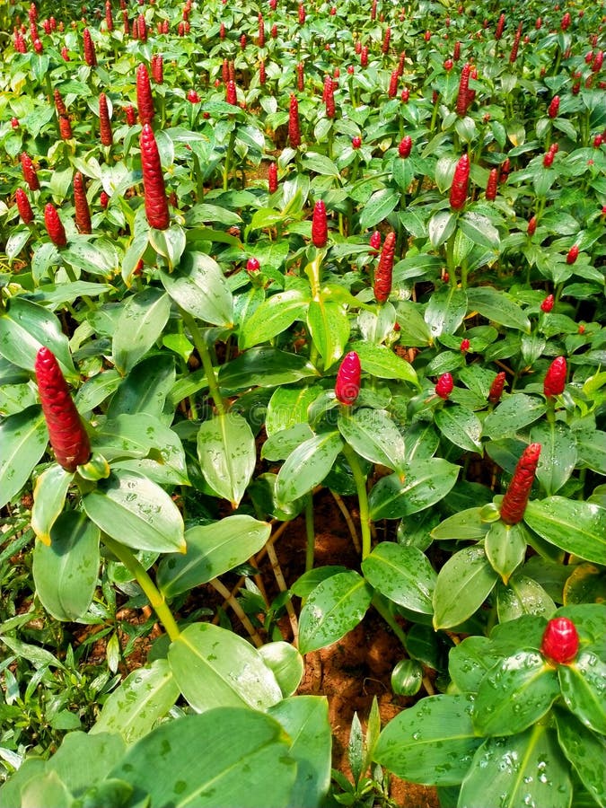 Pacing pentul stock photo. Image of fruit, pentul, pacing - 264419860