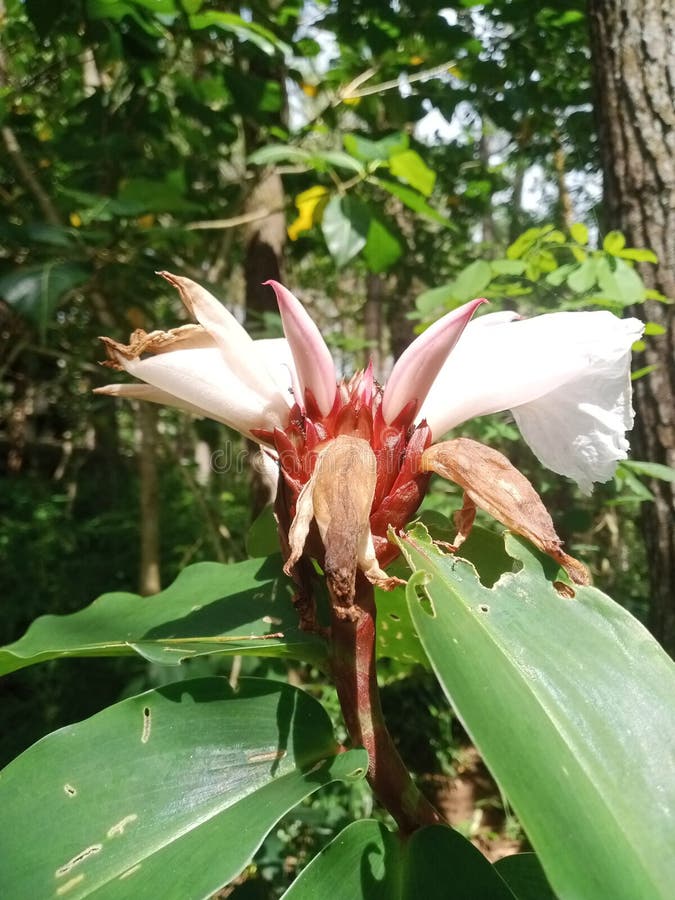 Pacing Tawar Flowers Stock Photos - Free & Royalty-Free Stock Photos ...