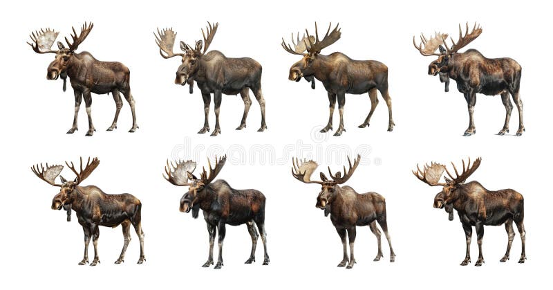 Pack of Alaska Moose Animal on Transparent Background Stock ...