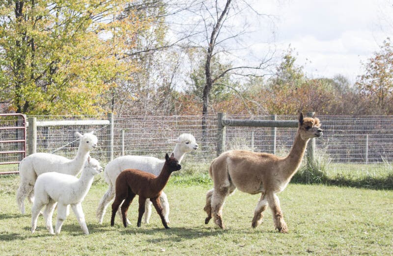 Pack of Alpacas stock photo. Image of attack, furry, playing - 48317406