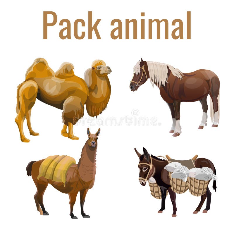 Pack Mule Stock Illustrations – 168 Pack Mule Stock Illustrations ...