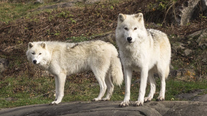 A Pack of Arctic Wolves in Fall Stock Photo - Image of portrait, pack ...