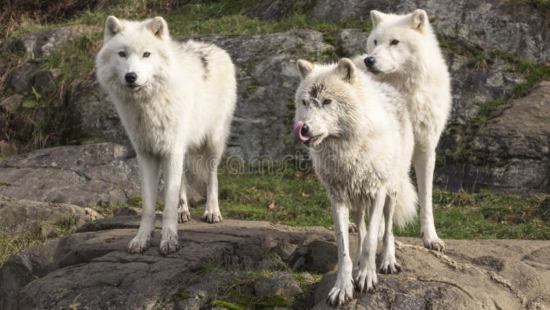 A Pack of Arctic Wolves Playing Stock Image - Image of court, nature ...