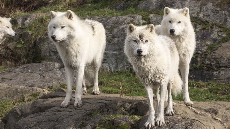 A Pack of Arctic Wolves in Fall Stock Photo - Image of grey, pose ...