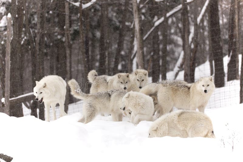 Arctic Wolves stock photo. Image of pack, arctos, arctic - 10335056