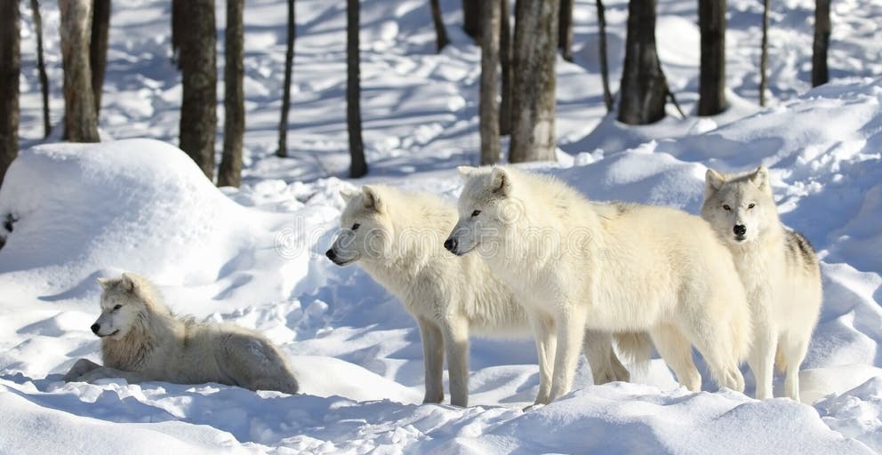 Pack of Arctic Wolves in Snow Stock Photo - Image of arctic, beauty ...