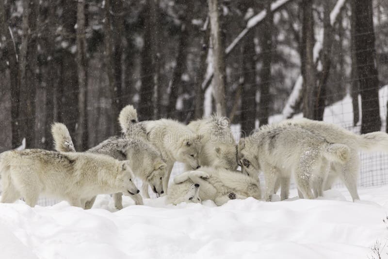 A Pack Of Arctic Wolves Playing Stock Image - Image of court, nature ...