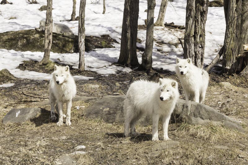 Arctic Wolves stock photo. Image of pack, arctos, arctic - 10335056