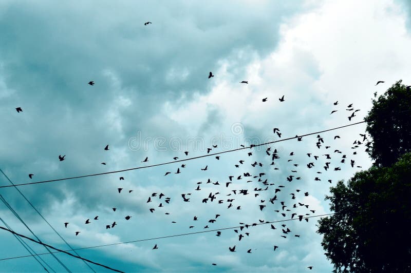Birds are Turned and Shout Over Church Stock Photo - Image of looking ...