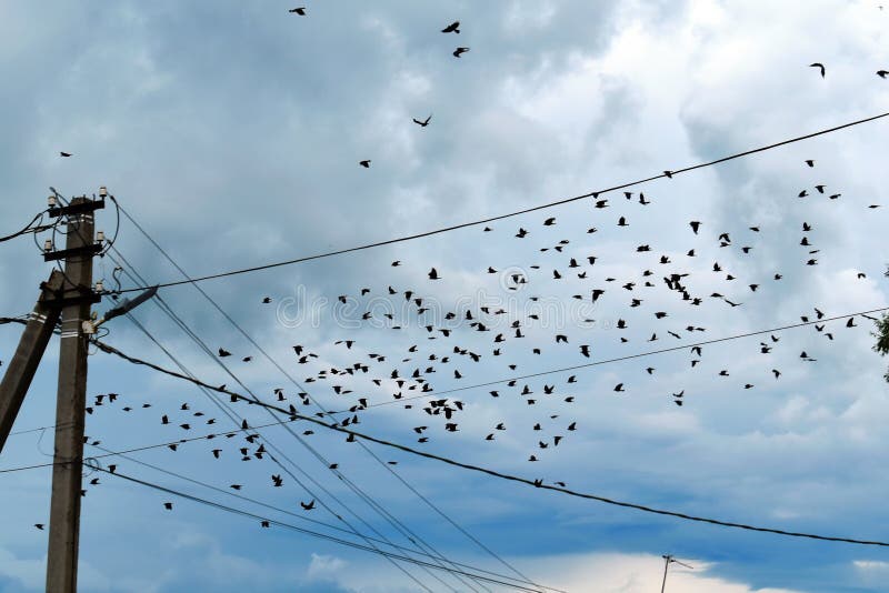 Pack of Black Crows in the Sky Stock Photo - Image of bird, closeup ...