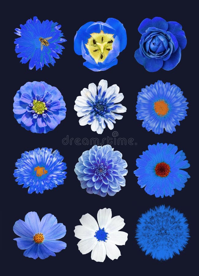 Pack of 12 Blue Flowers Isolated Dark-blue Background Macro Stock Photo ...