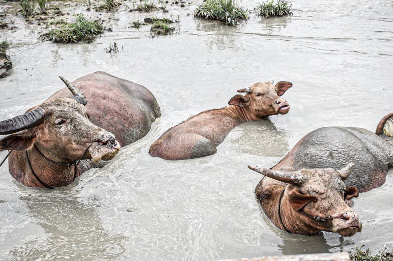 Buffalo stock photo. Image of buffalo, animal, farm - 155209744