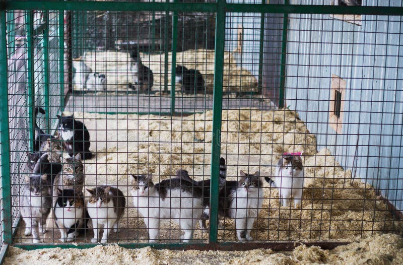 A Pack of Cats in the Aviary Stock Photo - Image of kitty, looking ...