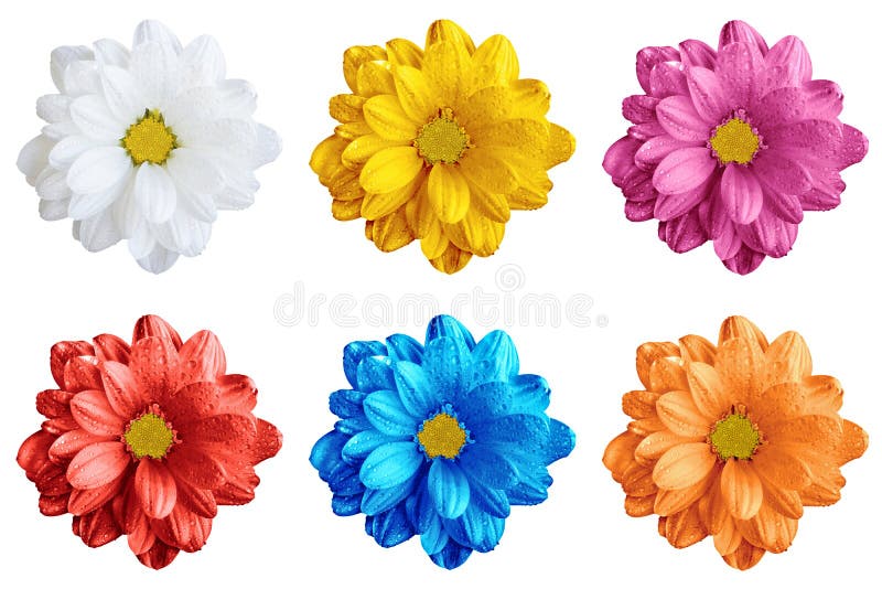 Pack of Colored Gerbera Flowers Macro Isolated Stock Photo - Image of ...