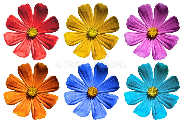 Pack of Colored Primula Flowers Isolated Stock Photo - Image of ...
