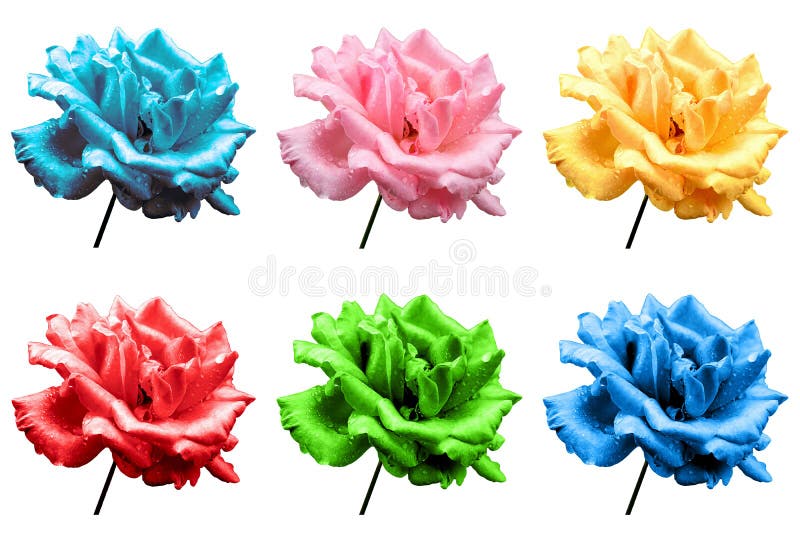 Pack of Colored Rose Flowers Isolated Stock Image - Image of leaf, dark ...