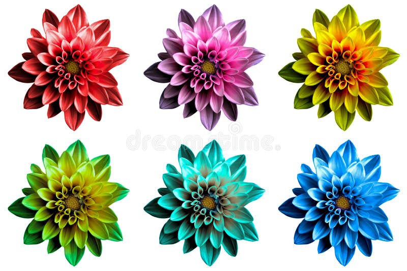 Pack of Colored Surreal Dark Chrome Dahila Flowers Macro Isolated Stock ...