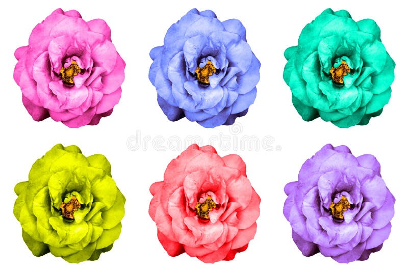 Pack of Colored Surreal Strange Rose Flowers Isolated Stock Photo ...