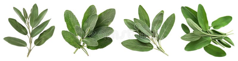 Pack of Common Sage Plant on Transparent Background - Ai Generated ...