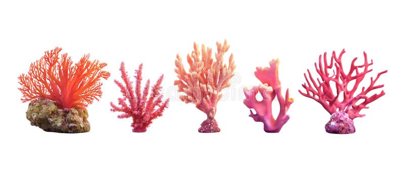 Pack of Coral Icon Set of Five Different Poses Set Against Transparent ...