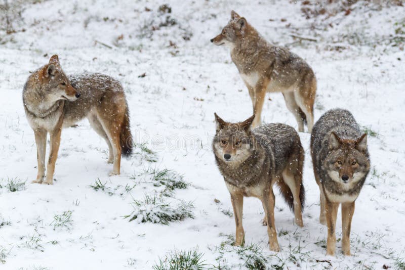 Pack of Coyotes in a Winter Scene Stock Photo - Image of furry ...