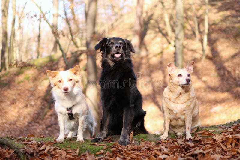 A Pack of Crossbred Dogs Walking Together in the Forest Stock Image ...