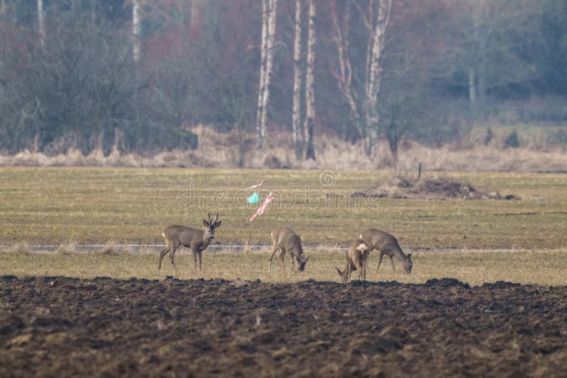 Pack of Deer Eating in Spring Fields Stock Image - Image of natural ...