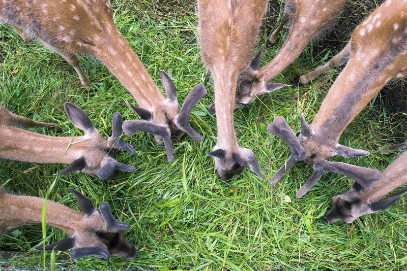 A Pack of Deer Feeding with Green Grass Stock Image - Image of animal ...