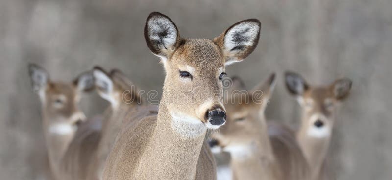 Pack of deer in nature stock image. Image of winter - 113897497