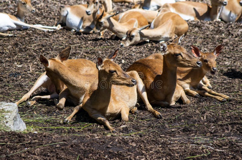 Pack of Deer Sitting Down in the Sun in Zurich Zoo Stock Image - Image ...