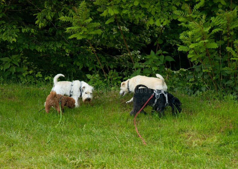 A Dog Pack Sniffing Around on the Grass Stock Image - Image of grass ...