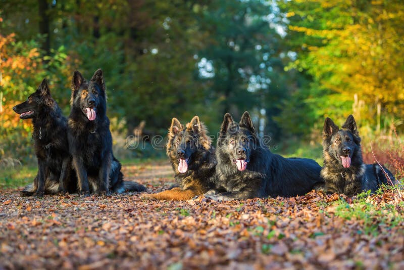 Pack of Dogs in the Autumnal Forest Stock Photo - Image of black ...