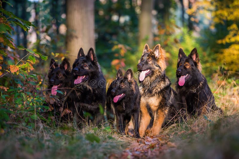Pack of Dogs in the Autumnal Forest Stock Image - Image of animal, wood ...